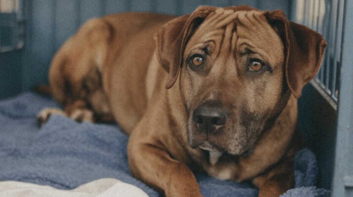 Feel Good Heartwarming Dog Stories