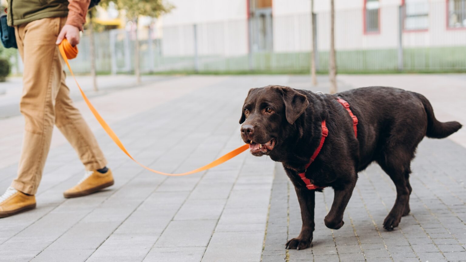 11 Pros and Cons to Owning a Labrador Retriever
