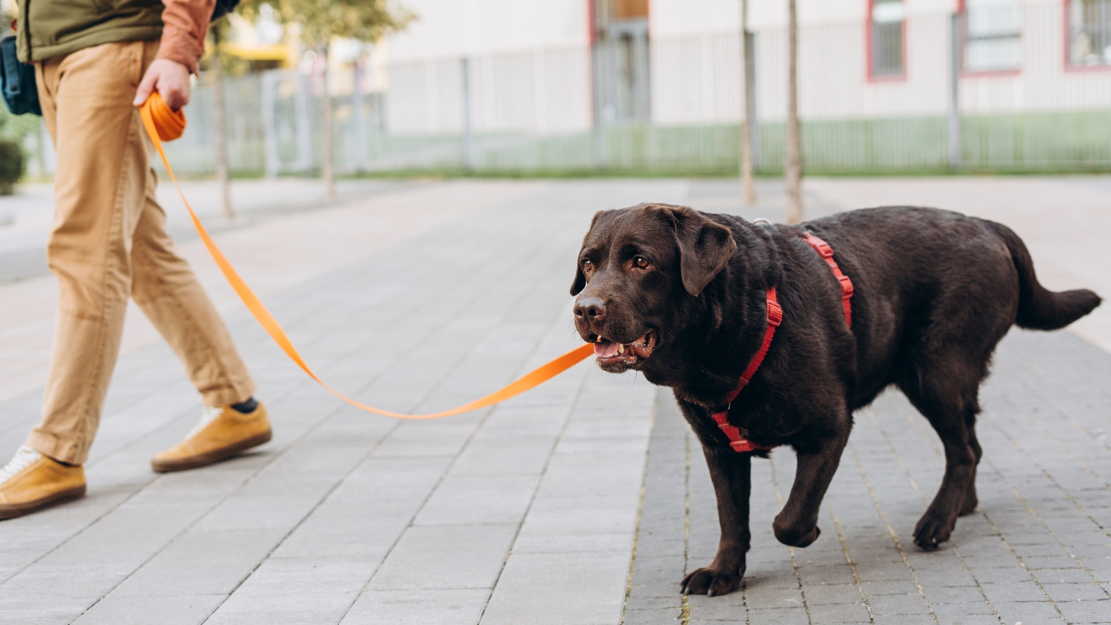 11 Pros and Cons to Owning a Labrador Retriever