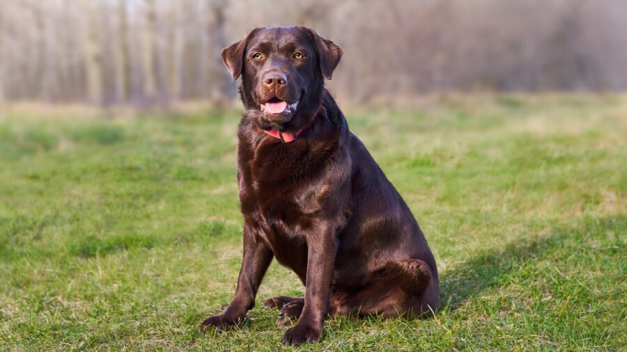 11 Pros and Cons to Owning a Labrador Retriever