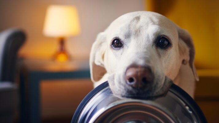 11 Pros and Cons to Owning a Labrador Retriever