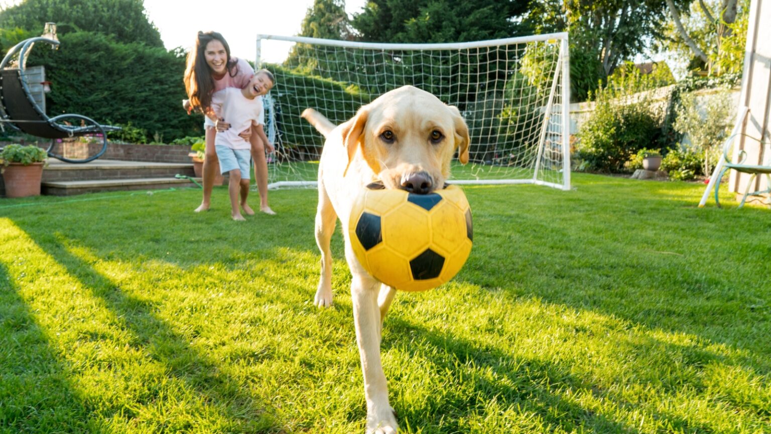 11 Pros and Cons to Owning a Labrador Retriever