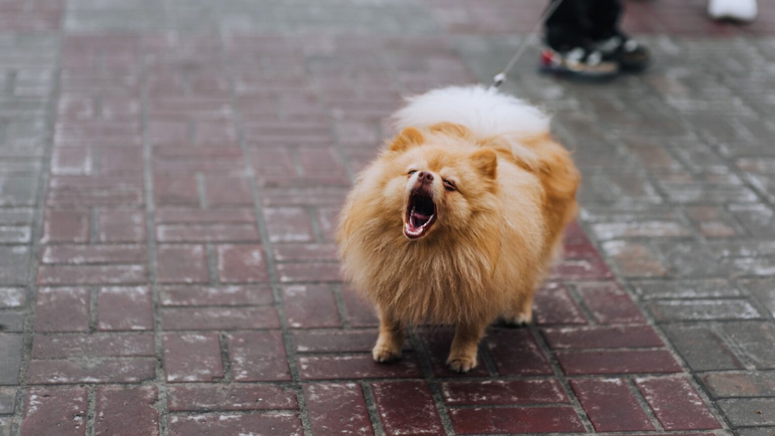 11 Pros and Cons to Owning a Pomeranian