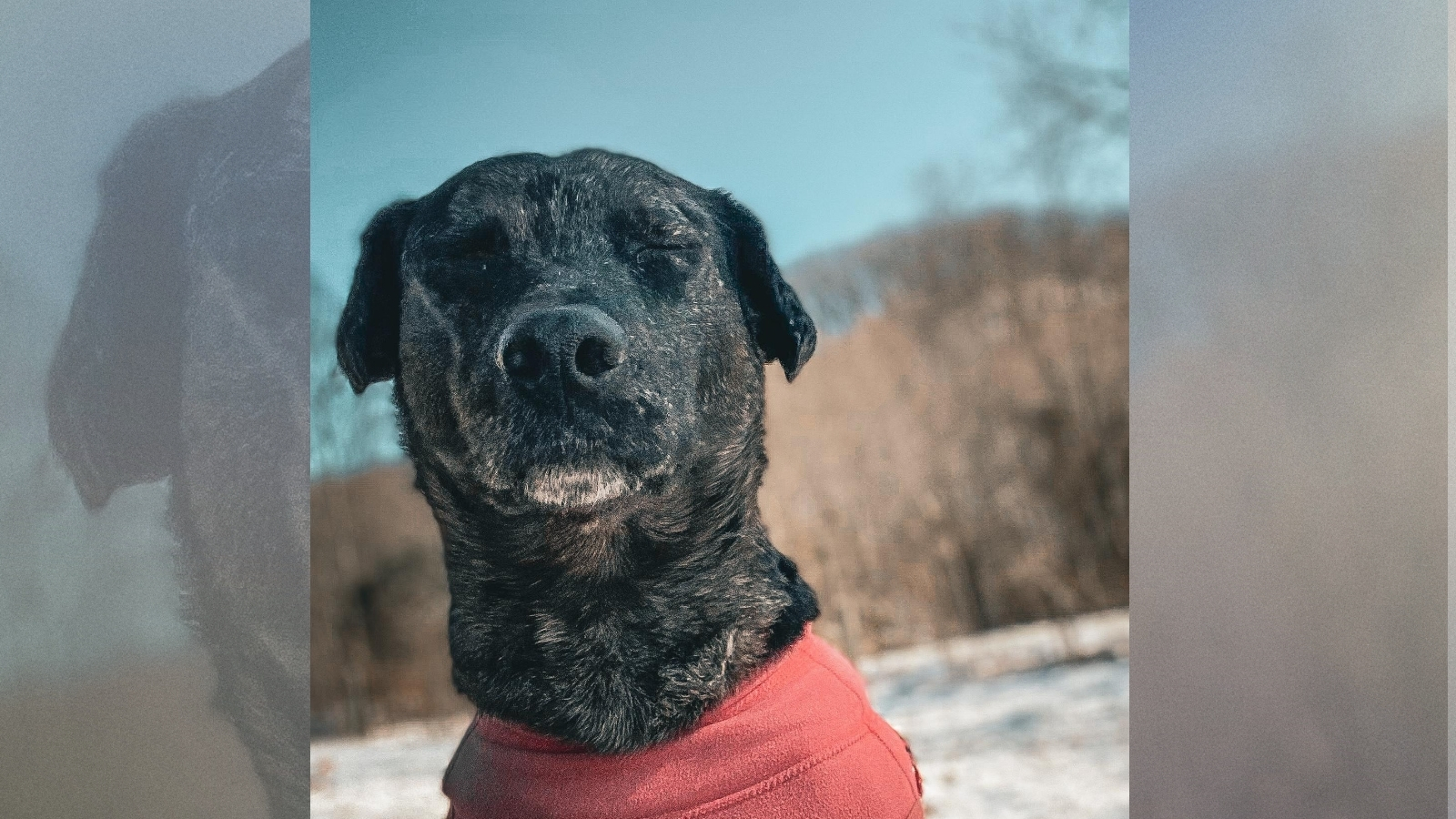 Meet Hope: A Motherly Sweetheart “Hoping” to Find A New Home