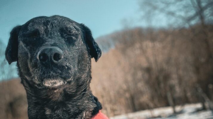 Feel Good Heartwarming Dog Stories