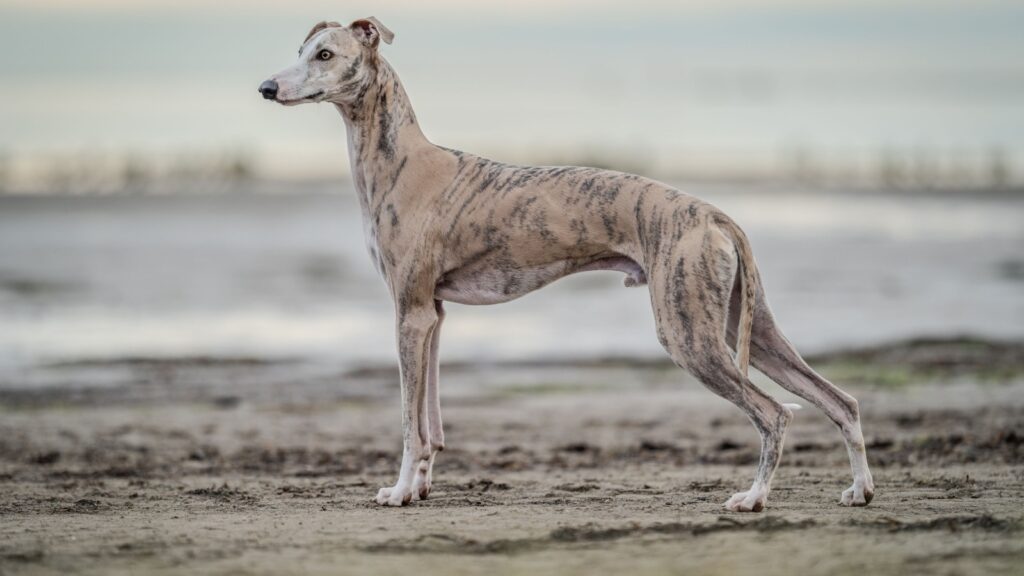 11 Quiet Dog Breeds That Don't Bark Very Often