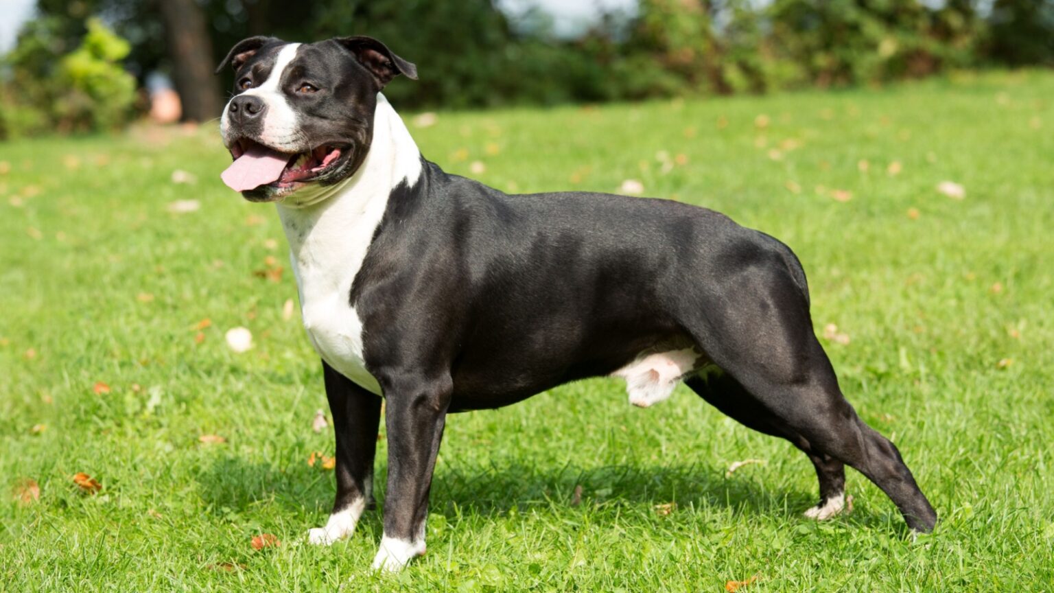 American Staffordshire Terrier: Breed Traits, Care and Photos