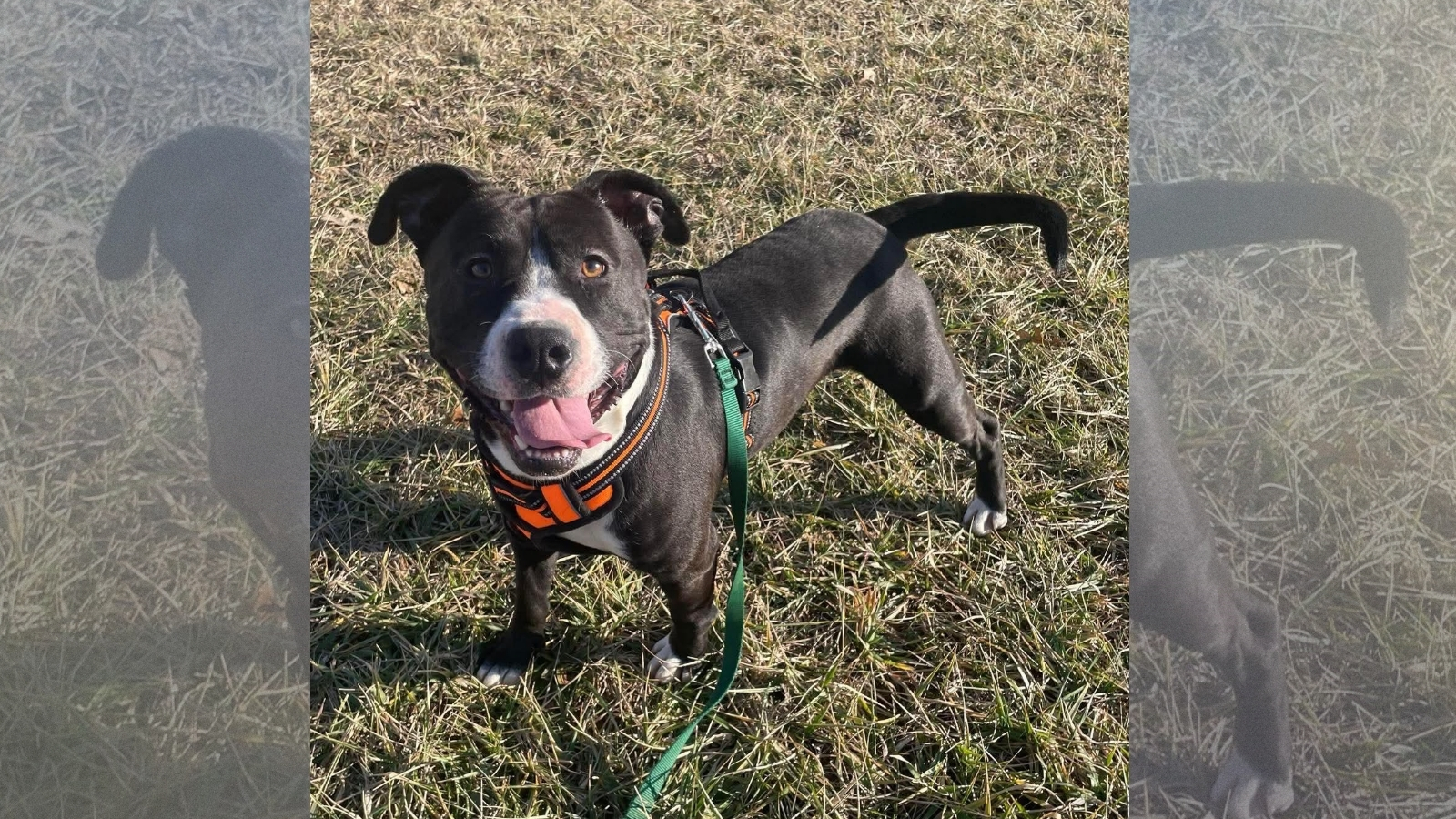 Meet Buddy: A Happy-Go-Lucky Pup With a Second Chance At Life