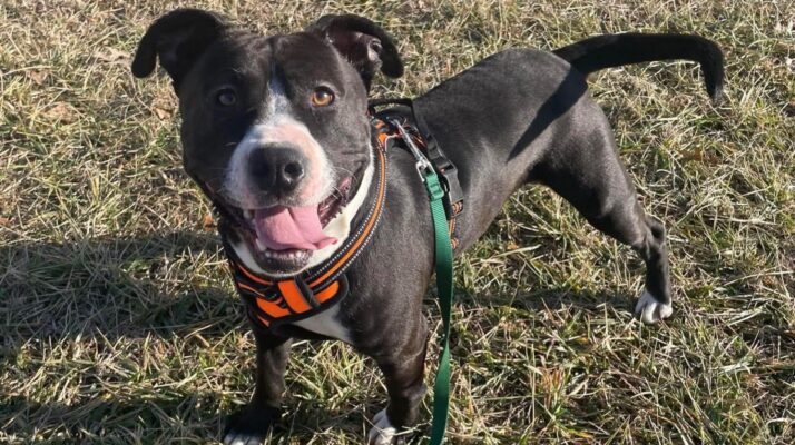 Feel Good Heartwarming Dog Stories