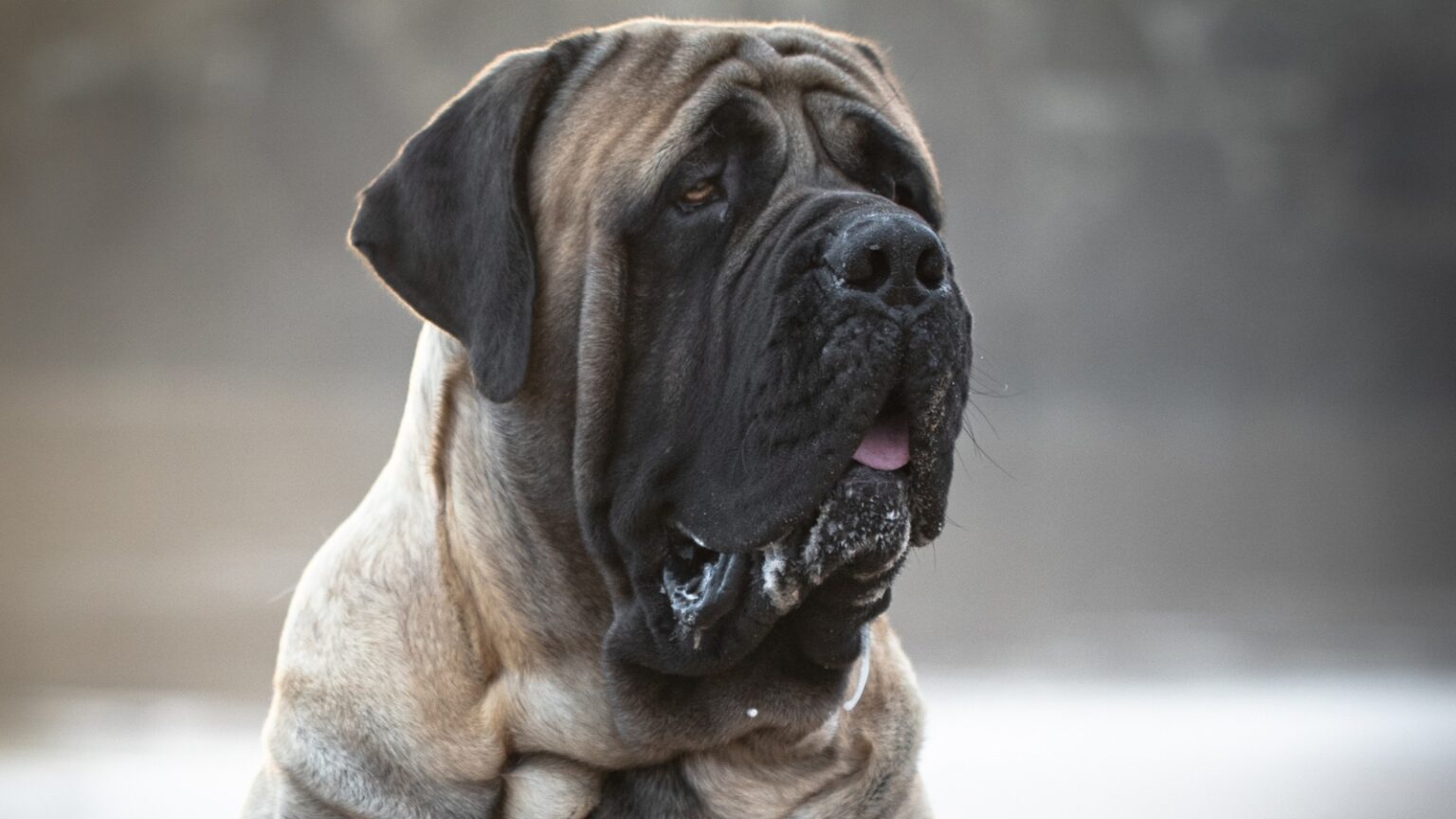 English Mastiff: Breed Characteristics, Care and Photos