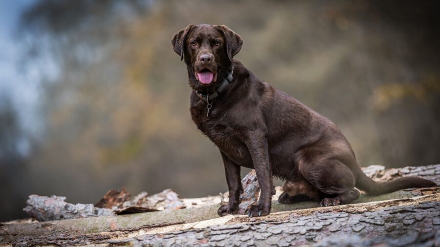 Labrador Retriever: Breed Characteristics, Care and Photos