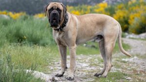 English Mastiff: Breed Characteristics, Care and Photos