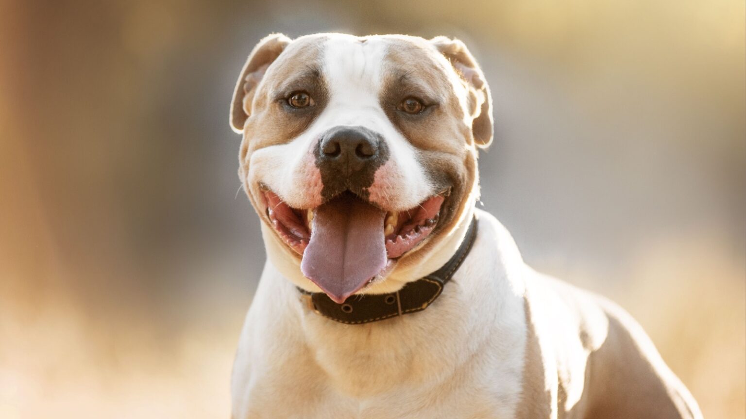 American Staffordshire Terrier: Breed Traits, Care and Photos
