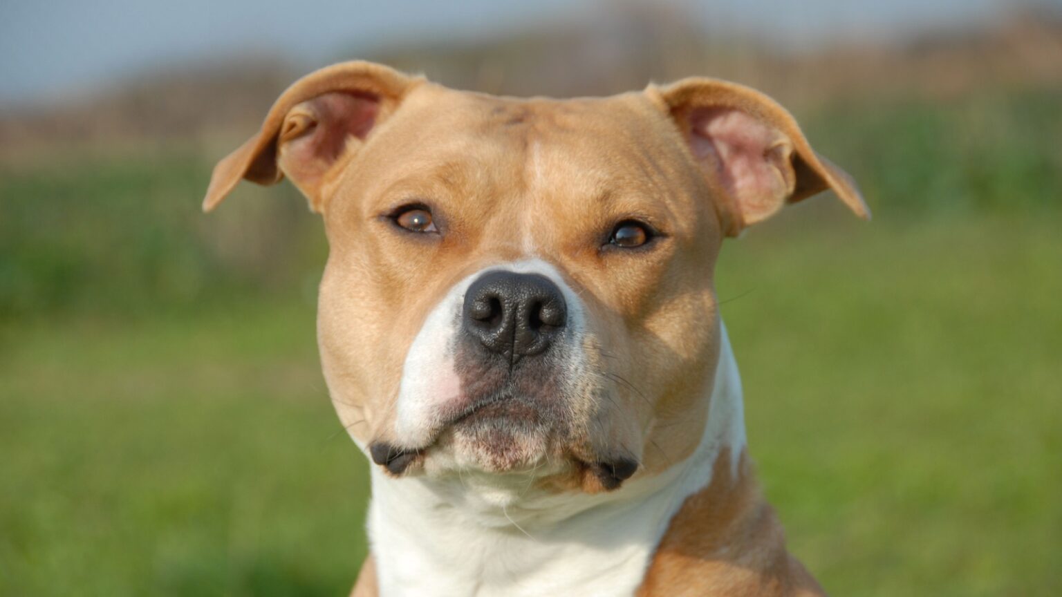 American Staffordshire Terrier: Breed Traits, Care and Photos
