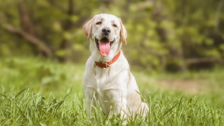 Labrador Retriever: Breed Characteristics, Care and Photos