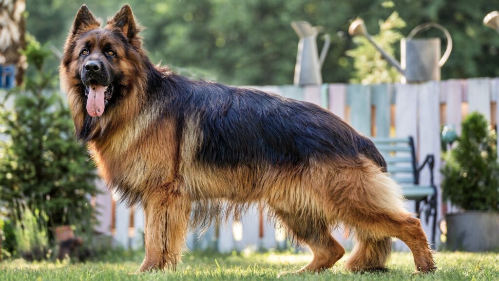 German Shepherd: Breed Characteristics, Care and Photos