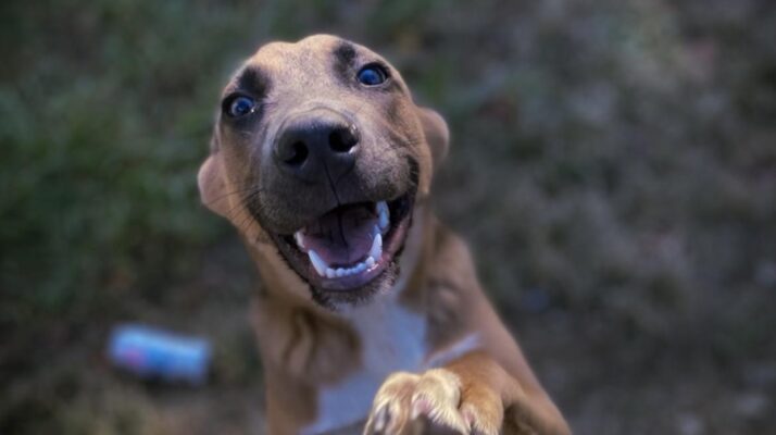 Feel Good Heartwarming Dog Stories