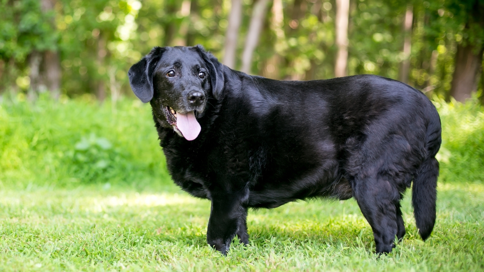 7 Tips For Keeping Your Dog's Hips Healthy