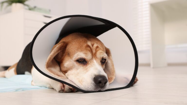 11 Reasons for Smelly Dog Gas, According to a Vet