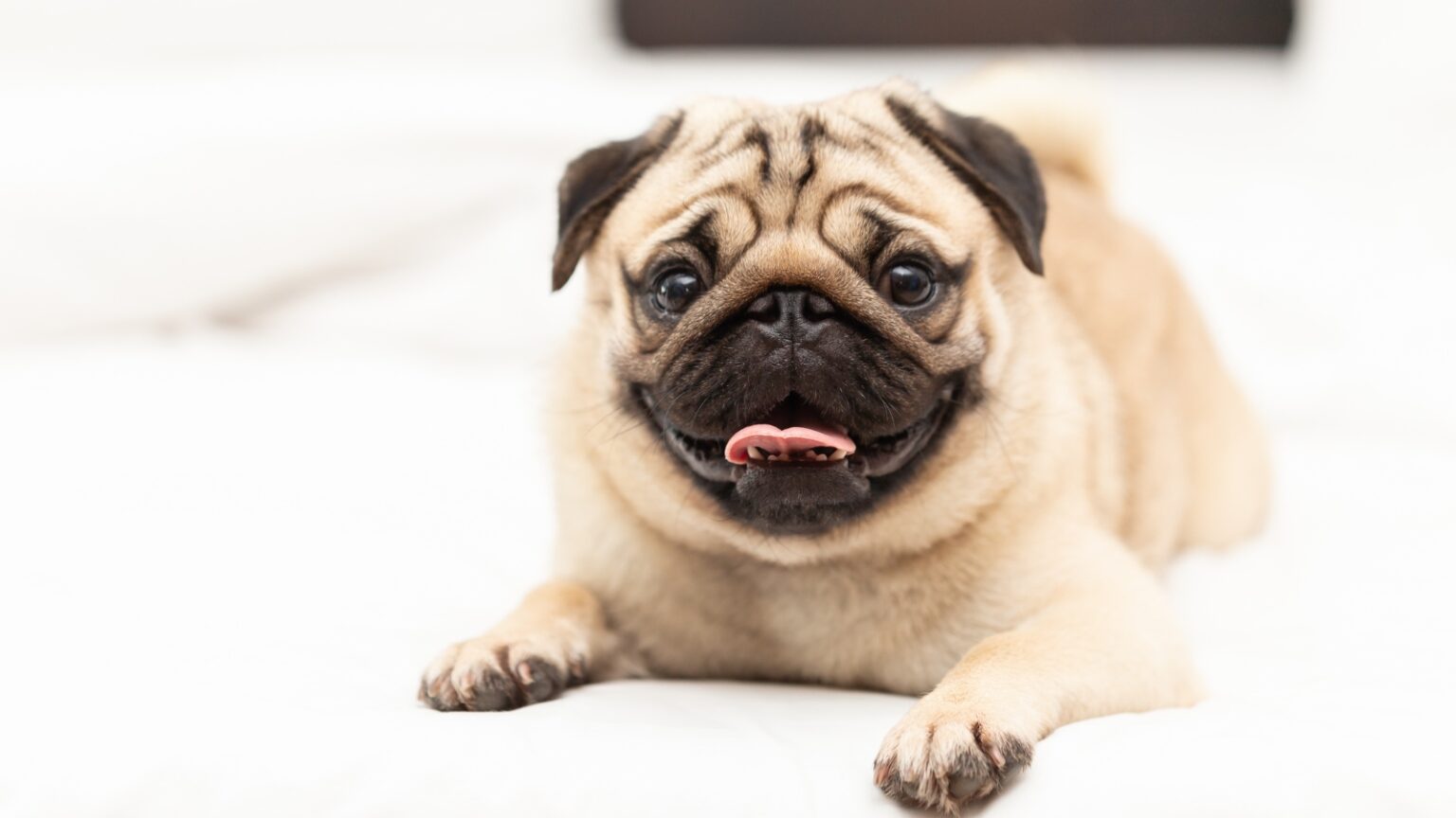 11 Reasons for Smelly Dog Gas, According to a Vet